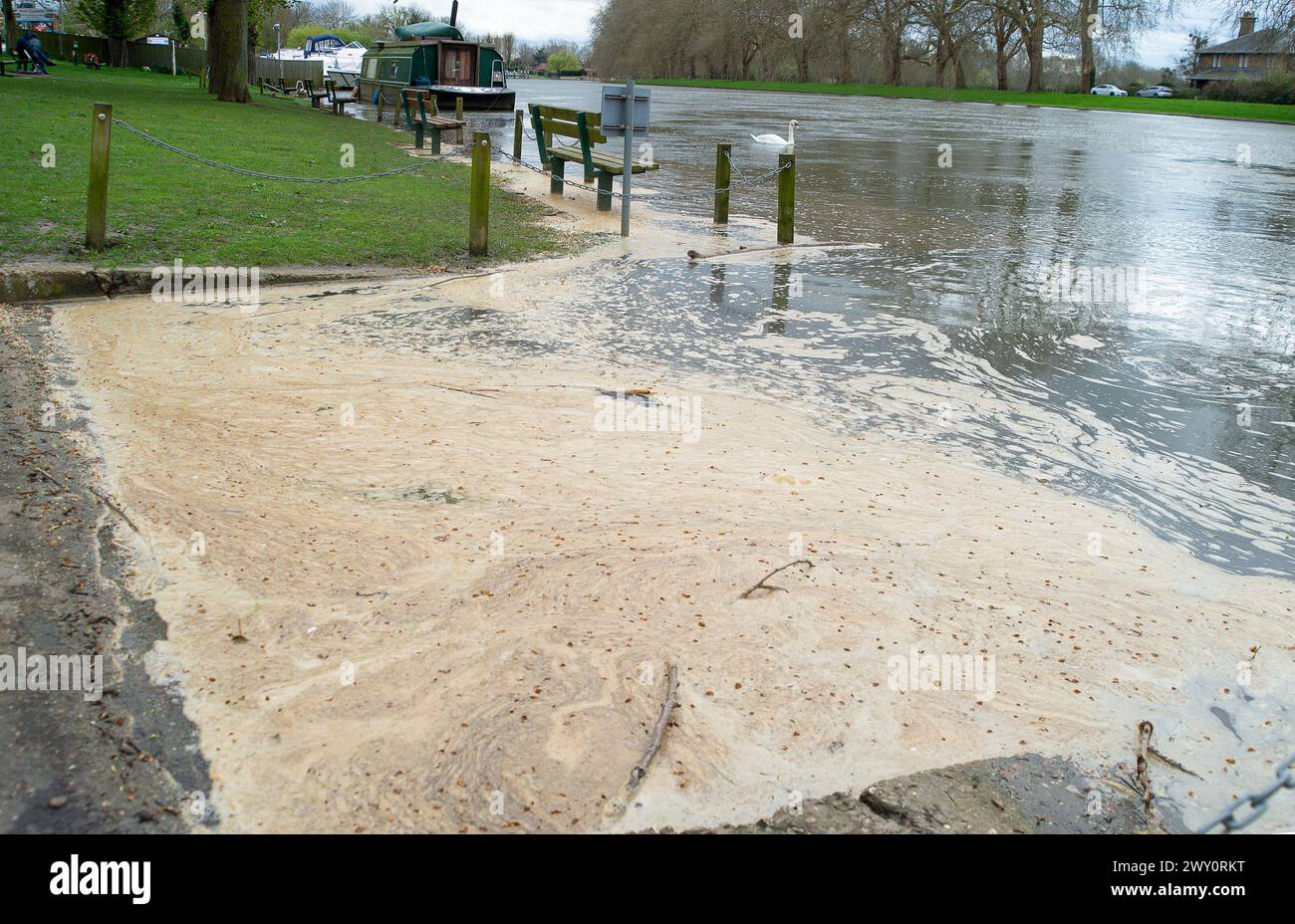 Datchet, Berkshire, UK. 3rd April, 2024. Sewage floats on the River ...