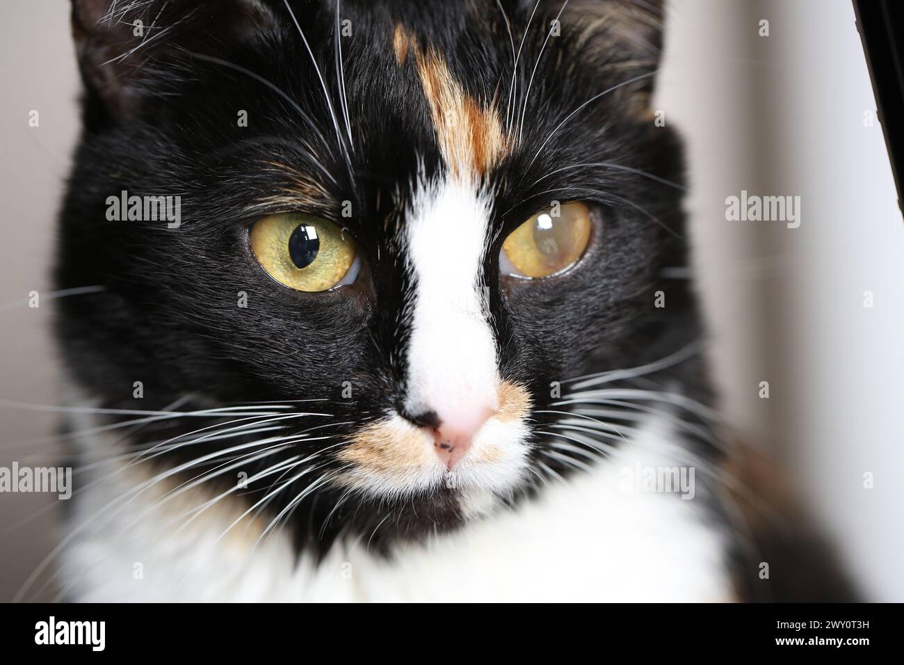 Cute cat with corneal opacity in eye on blurred background, closeup ...