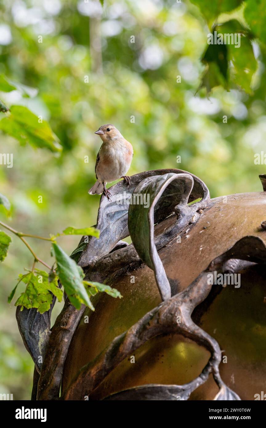 A cute Bird at Cawdor Castle Bird Feeder, Cawdor Castle, Cawdor in ...