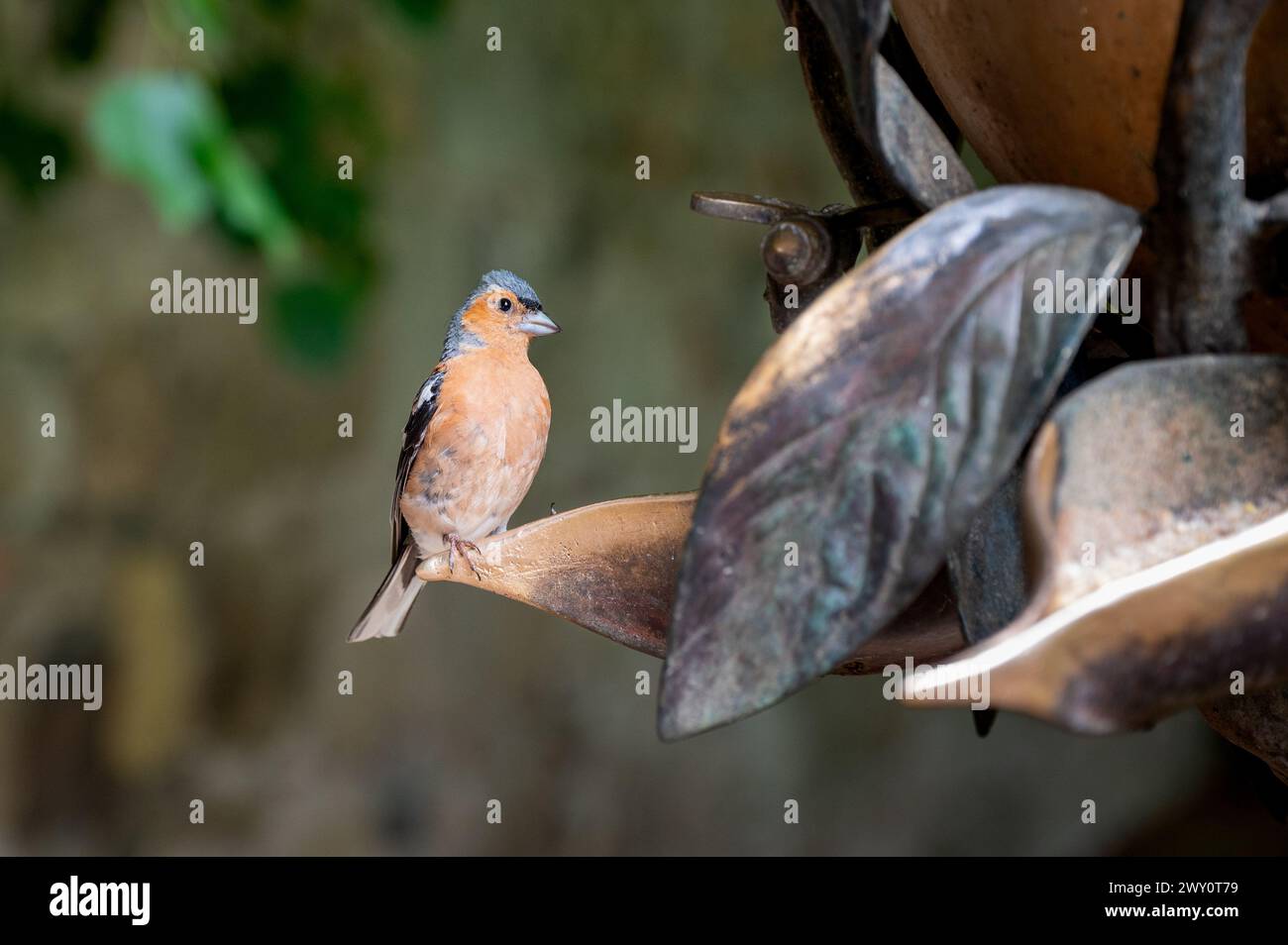 A cute Bird at Cawdor Castle Bird Feeder, Cawdor Castle, Cawdor in ...