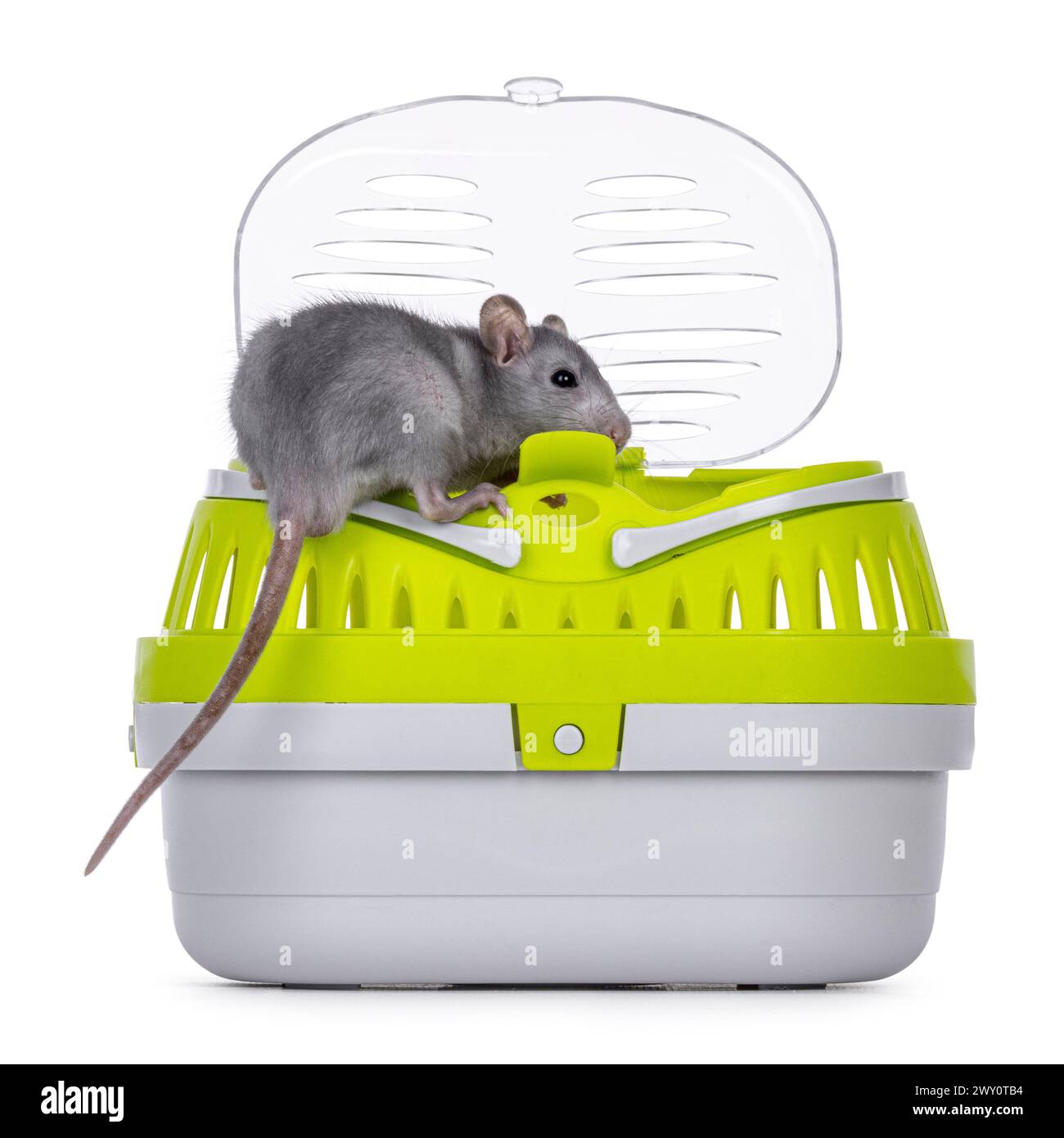 Tame cute young blue rat sitting in open travel container, standing on ...