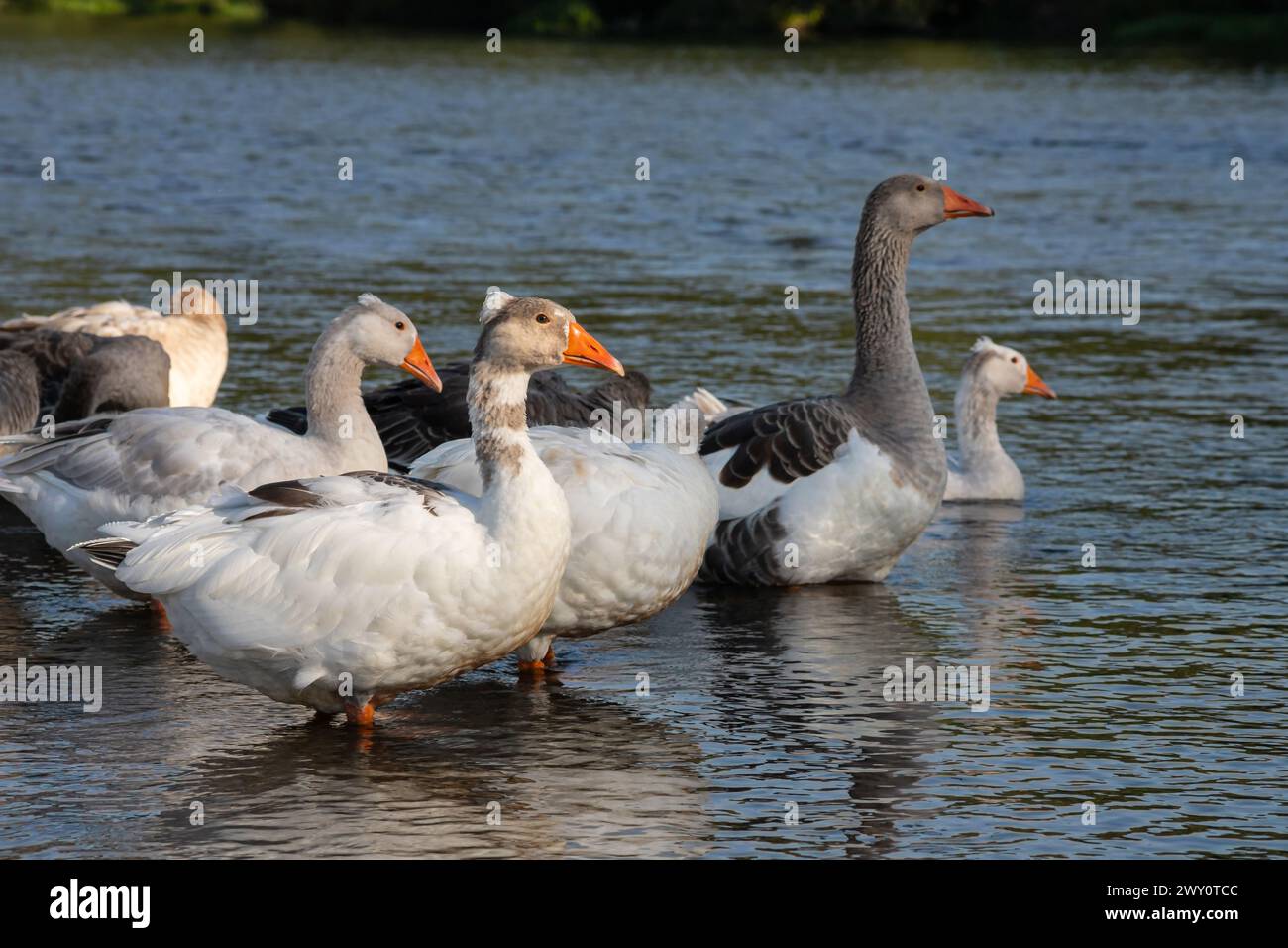 Group of white fronted geese resting and feeding in coastal golf course ...
