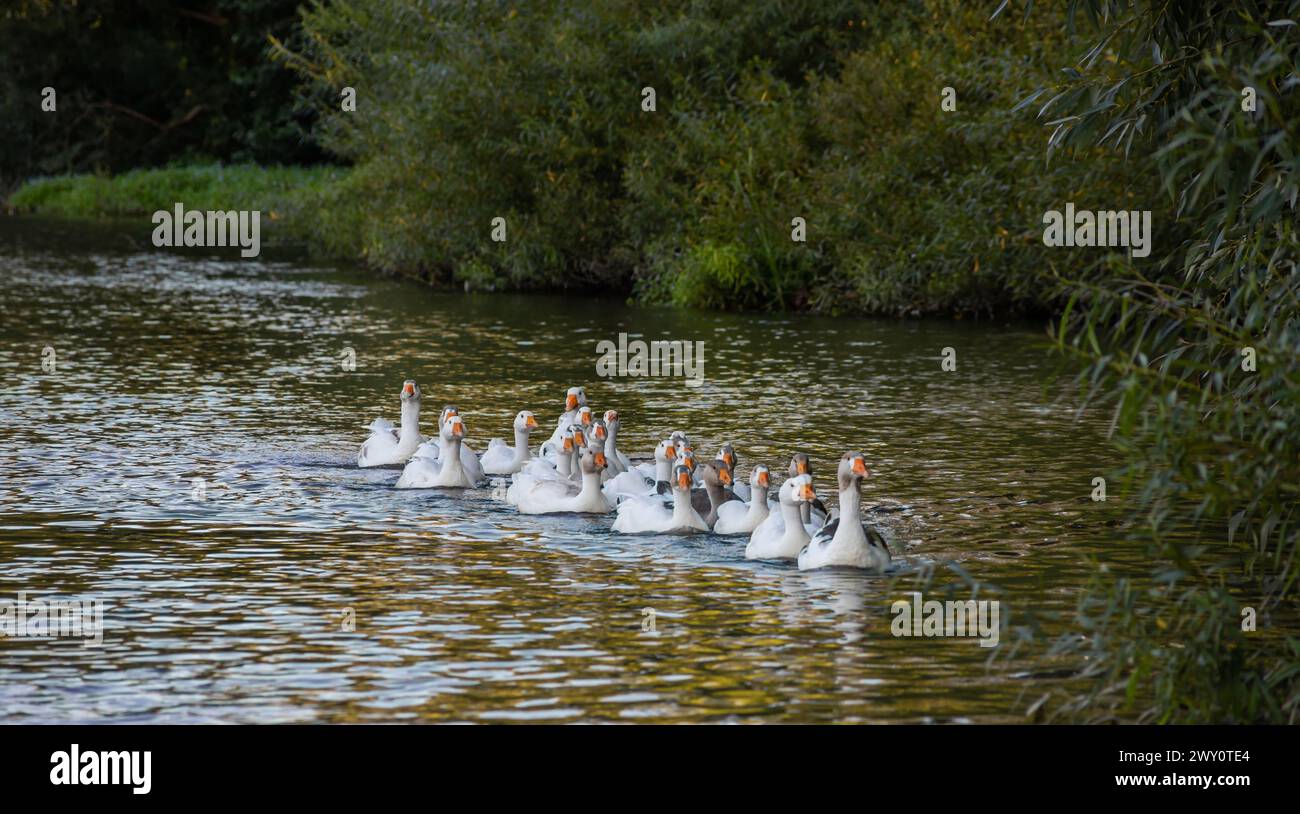 Domestic geese swim in the water. A flock of white beautiful geese in ...
