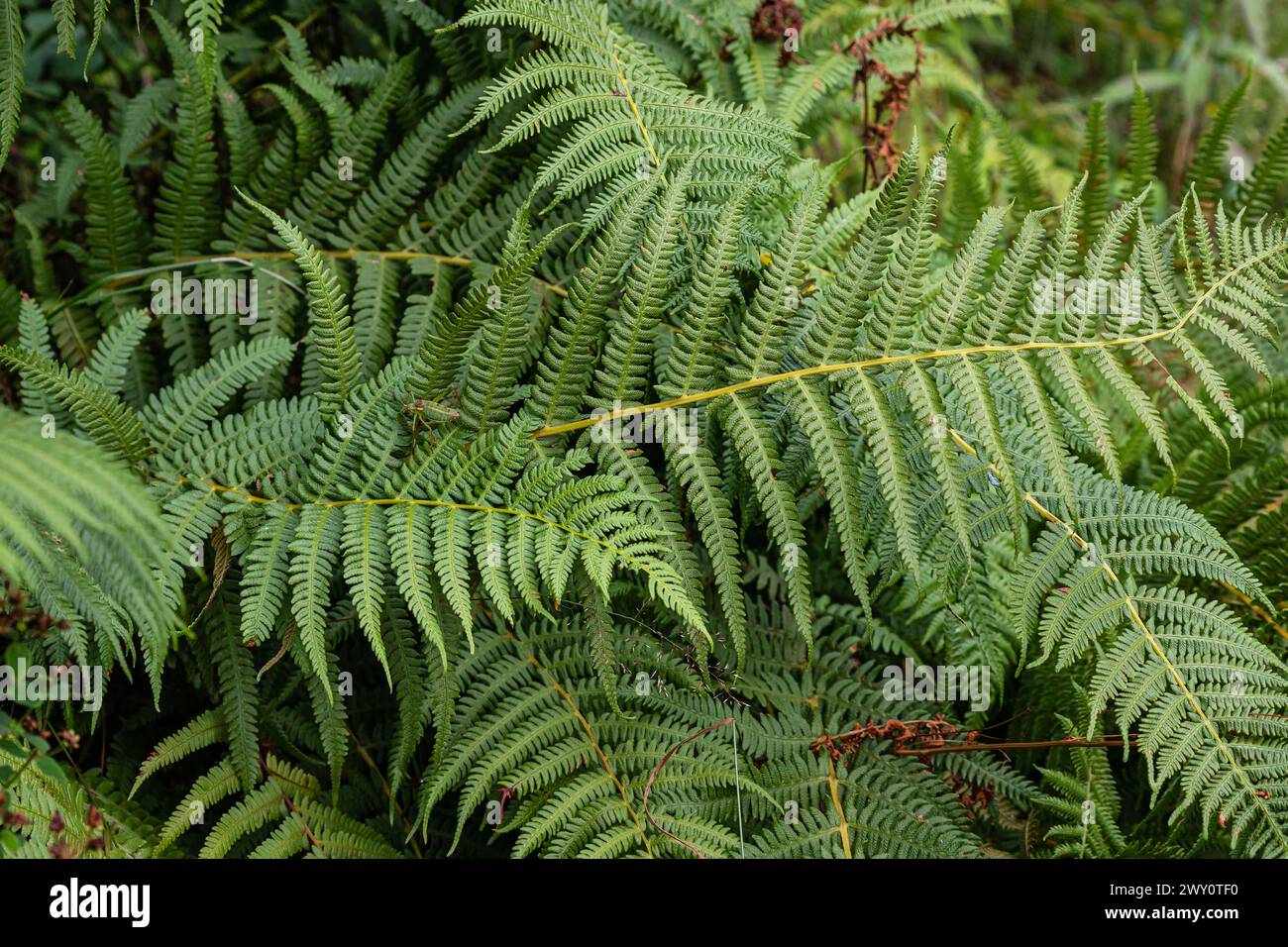Natural background and wallpaper. Beautiful green fern leaves in the ...