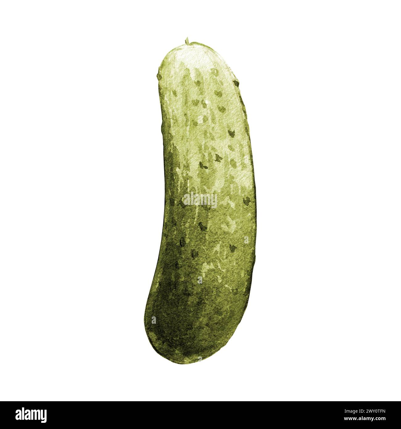 Pickle watercolor illustration on white background Stock Photo - Alamy