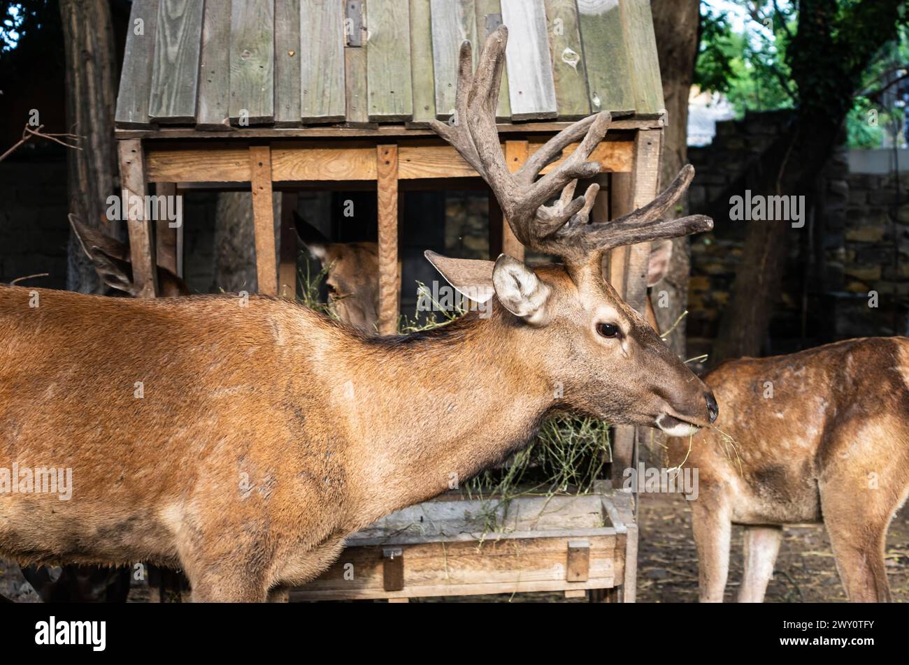 Deer with black-yellow-white soft hair near the feeders in the aviary ...