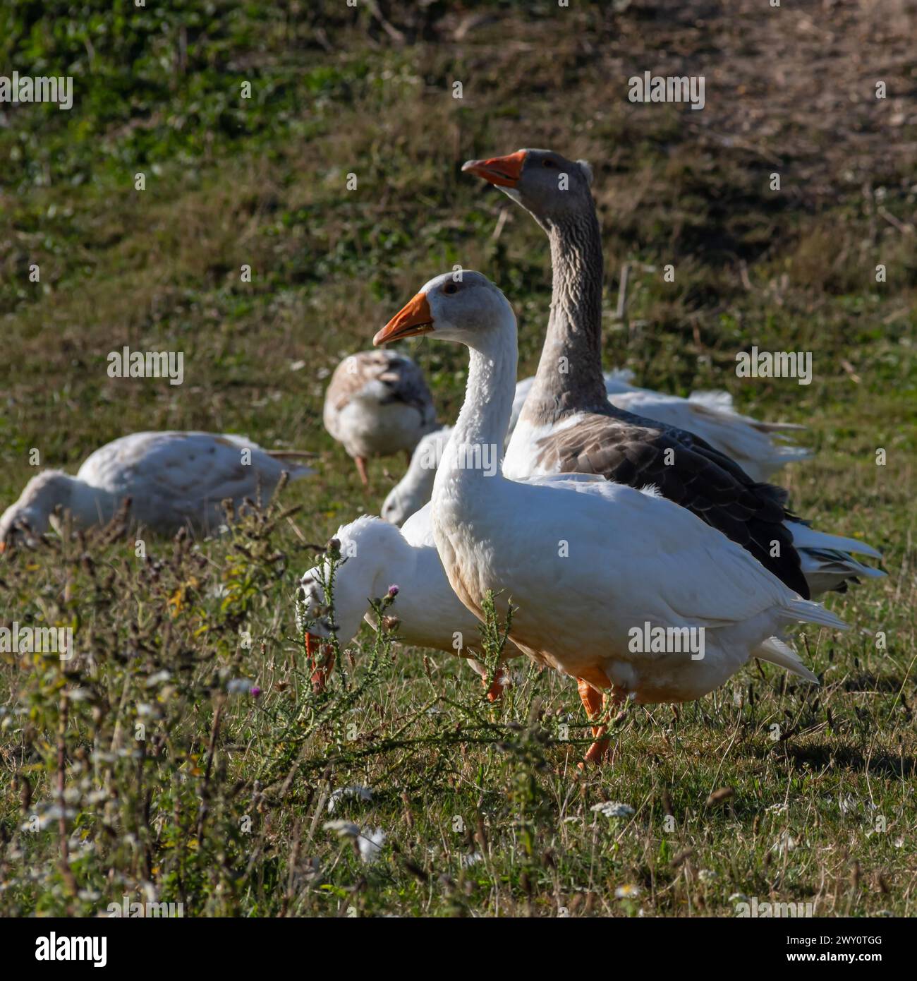 Group of white fronted geese resting and feeding in coastal golf course ...
