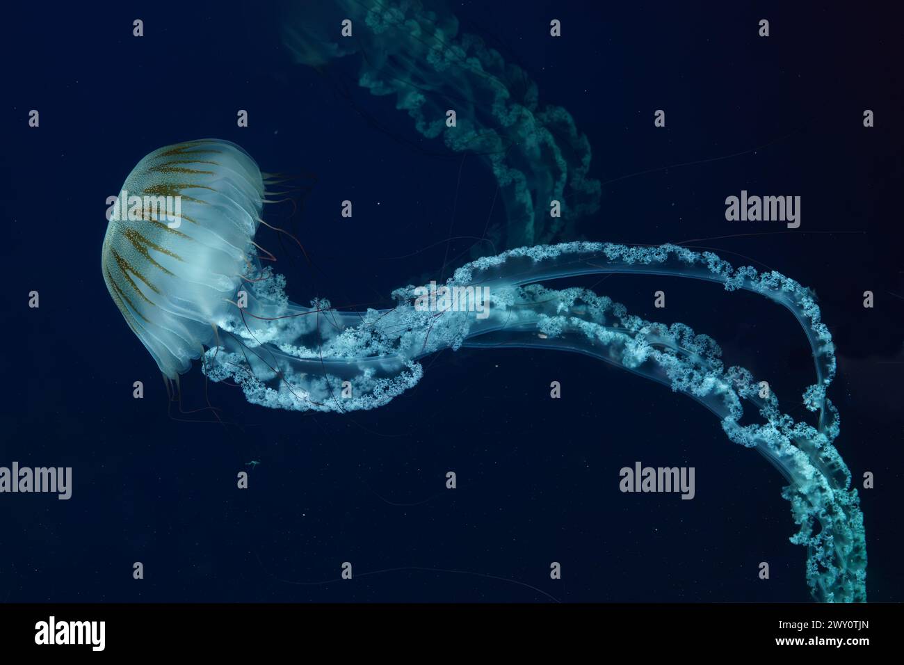 Jellifish South american sea nettle, Chrysaora plocamia swimming in ...