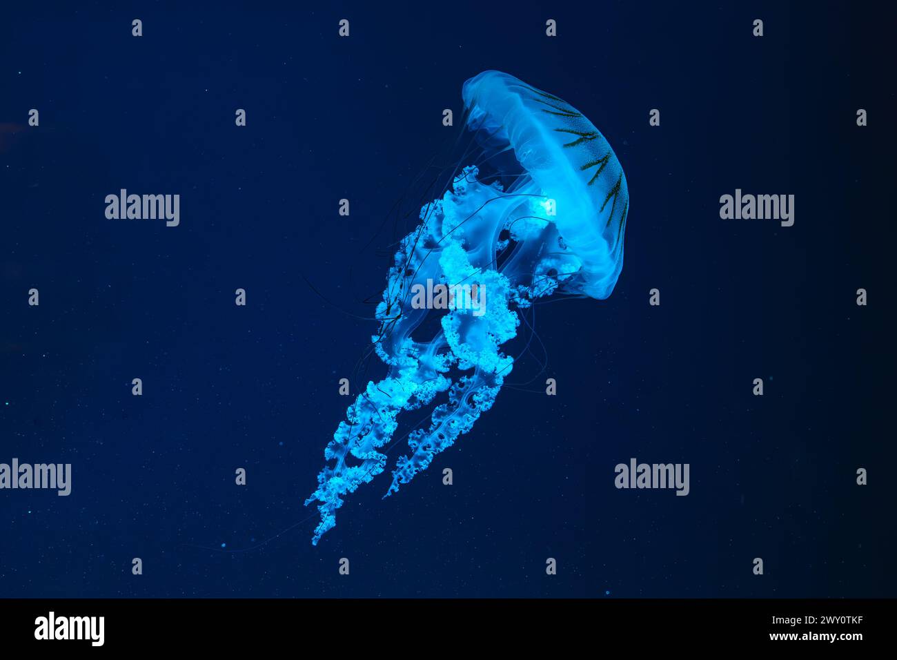 Jellifish South american sea nettle, Chrysaora plocamia swimming in ...