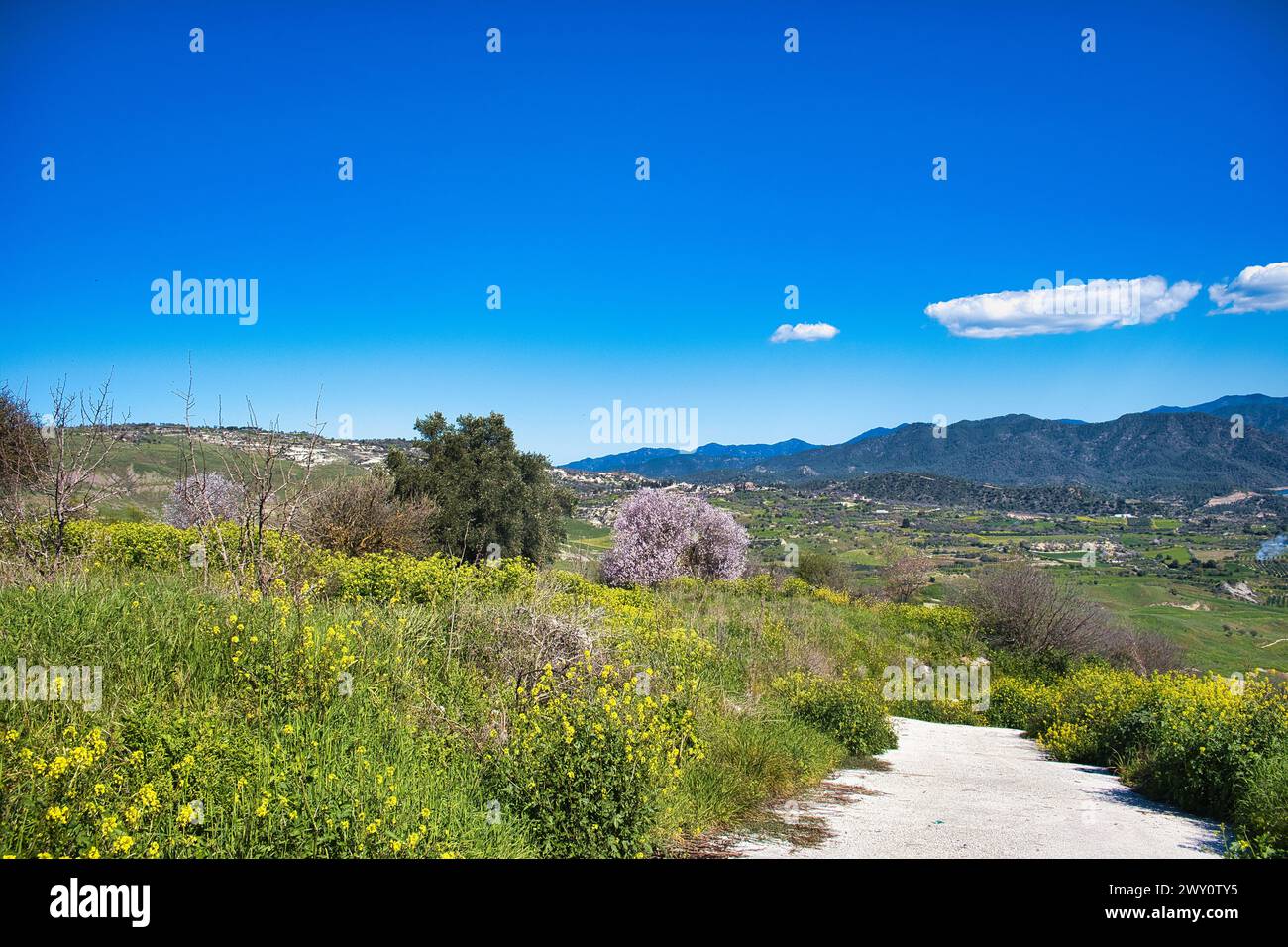 Green landscape with spring flowers and blossoming almond trees along ...
