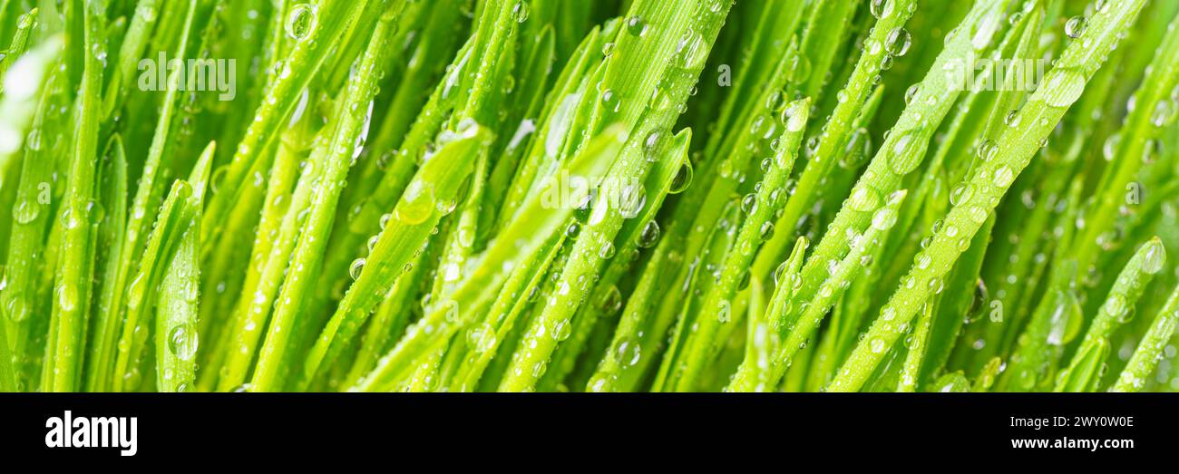 Fresh green grass texture background, wide banner, header. Grass leaves ...
