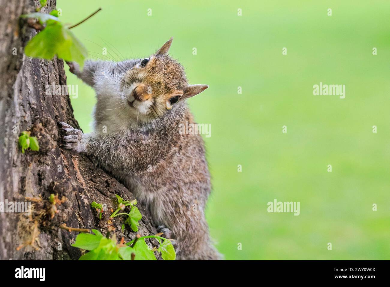 Funny squirrel looking camera hi-res stock photography and images - Alamy