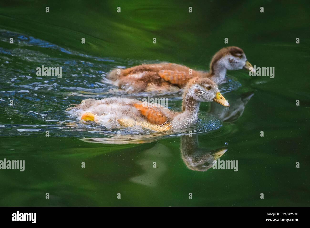 Egyptian goose (Alopochen aegyptiaca) goslings, cute baby waterfowls ...