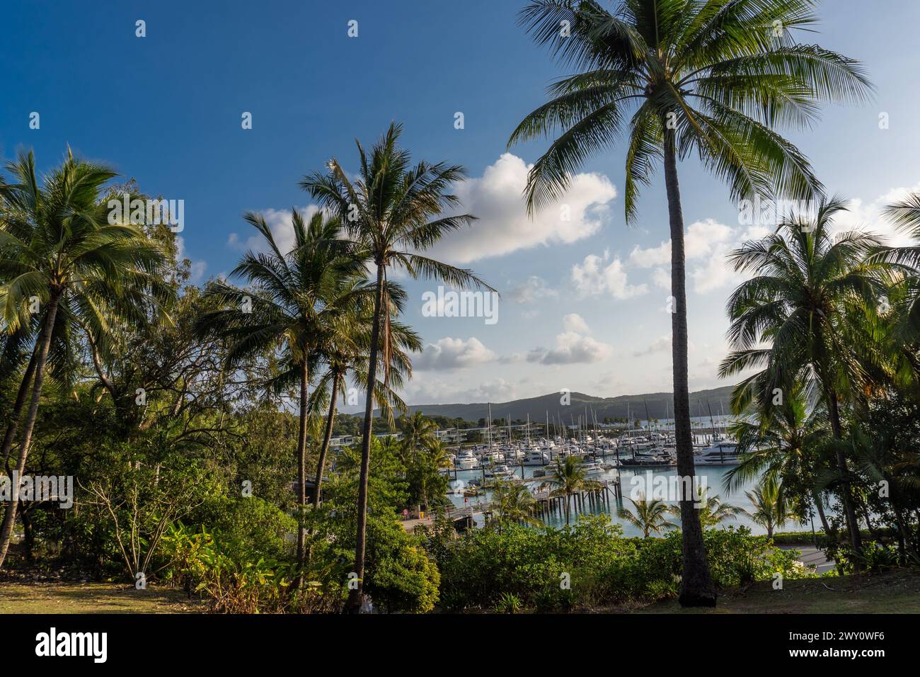 View through palm trees on the harbour of Hamilton Island, Australia ...