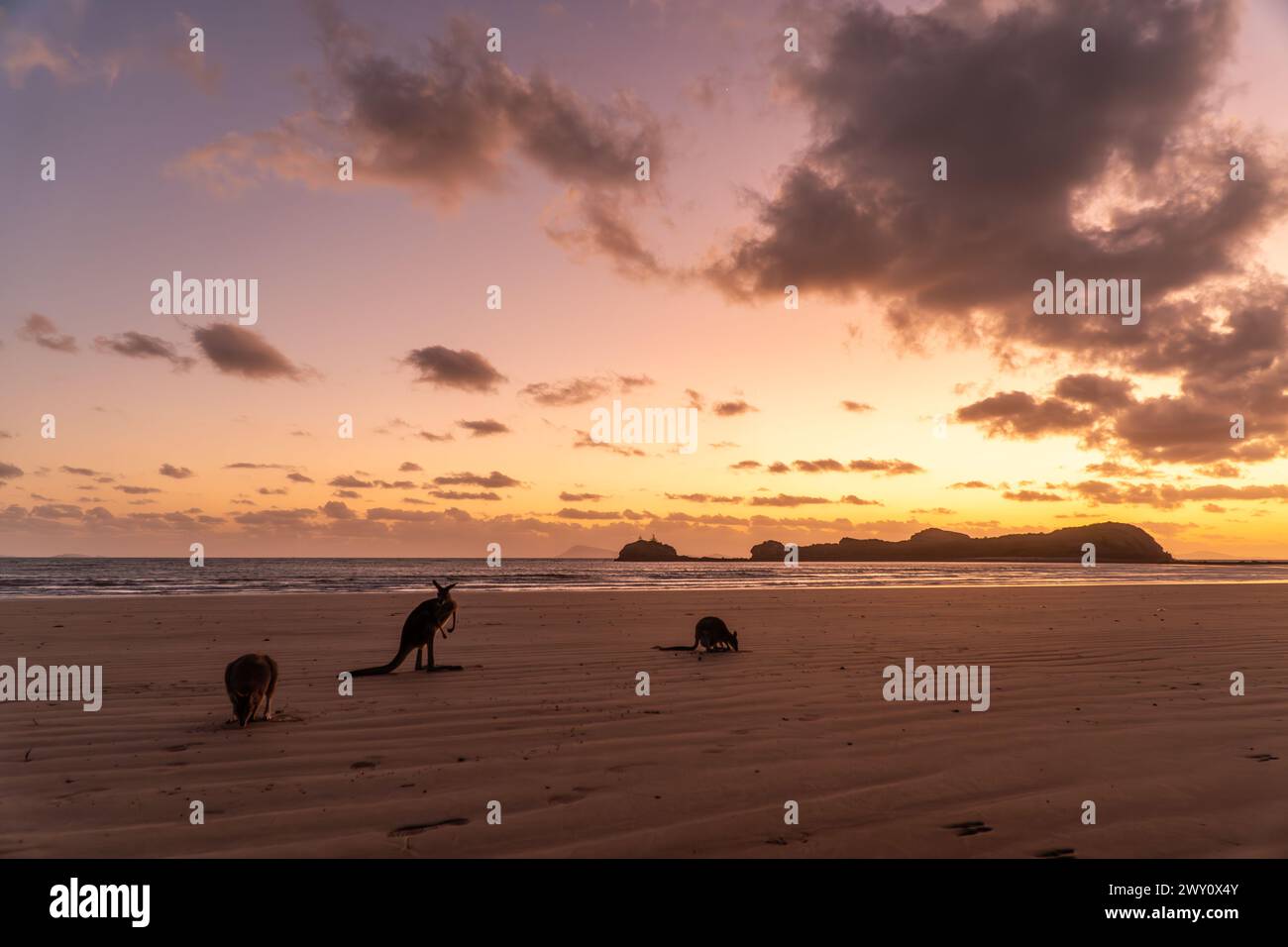 Kangaroos at the beach during sunrise, Cape Hillsborough, Australia ...