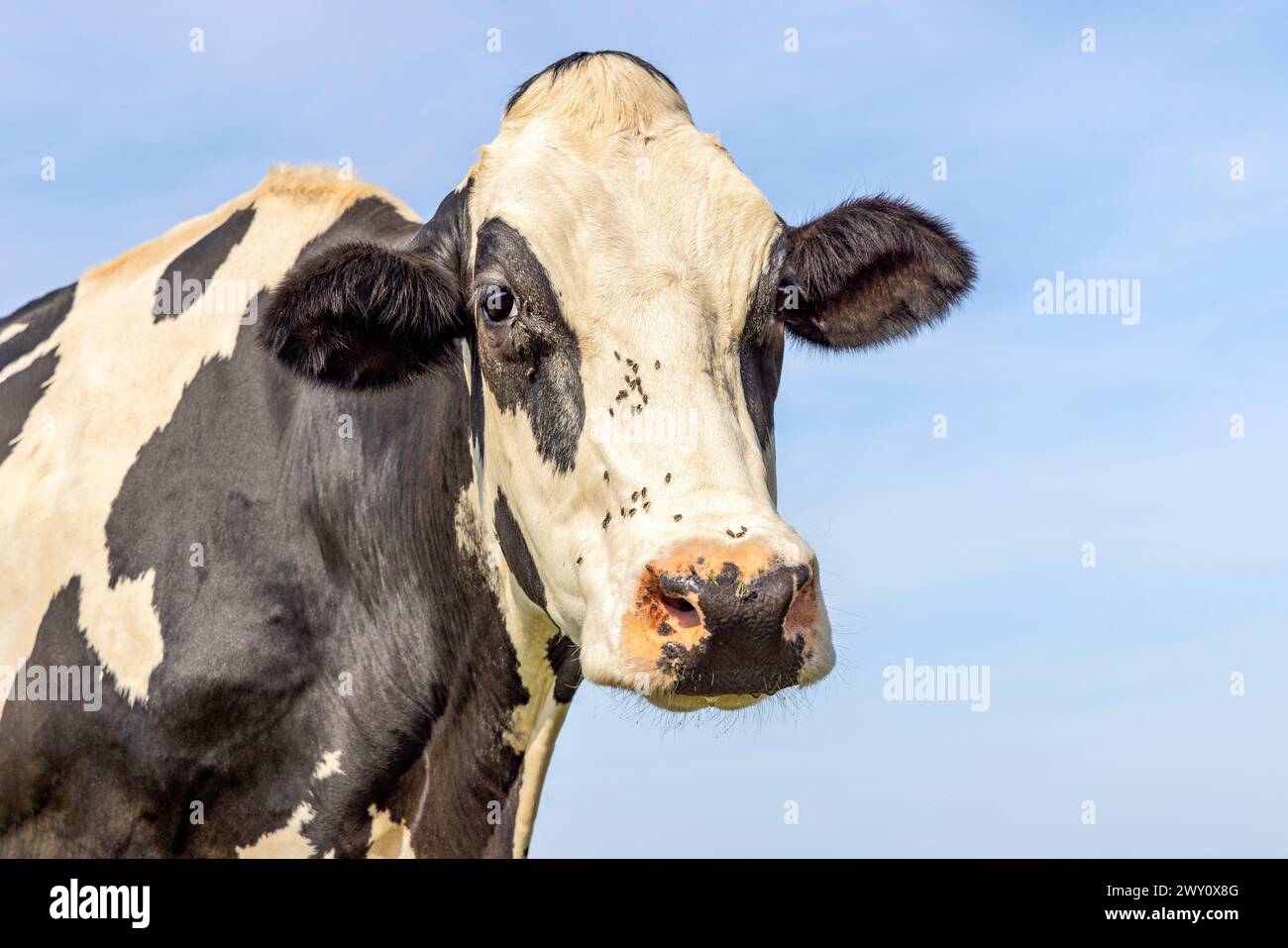 Grumpy face hi-res stock photography and images - Alamy