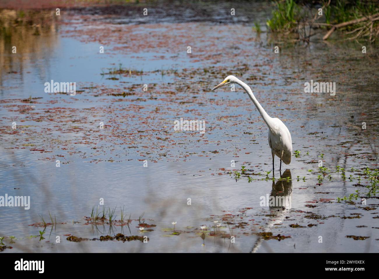 Australian Eastern Great Egret, TYTO Wetlands, Australia Stock Photo ...
