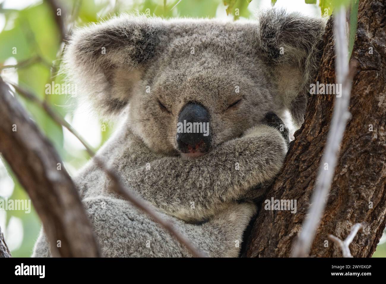 Magnetic island koala hi-res stock photography and images - Alamy