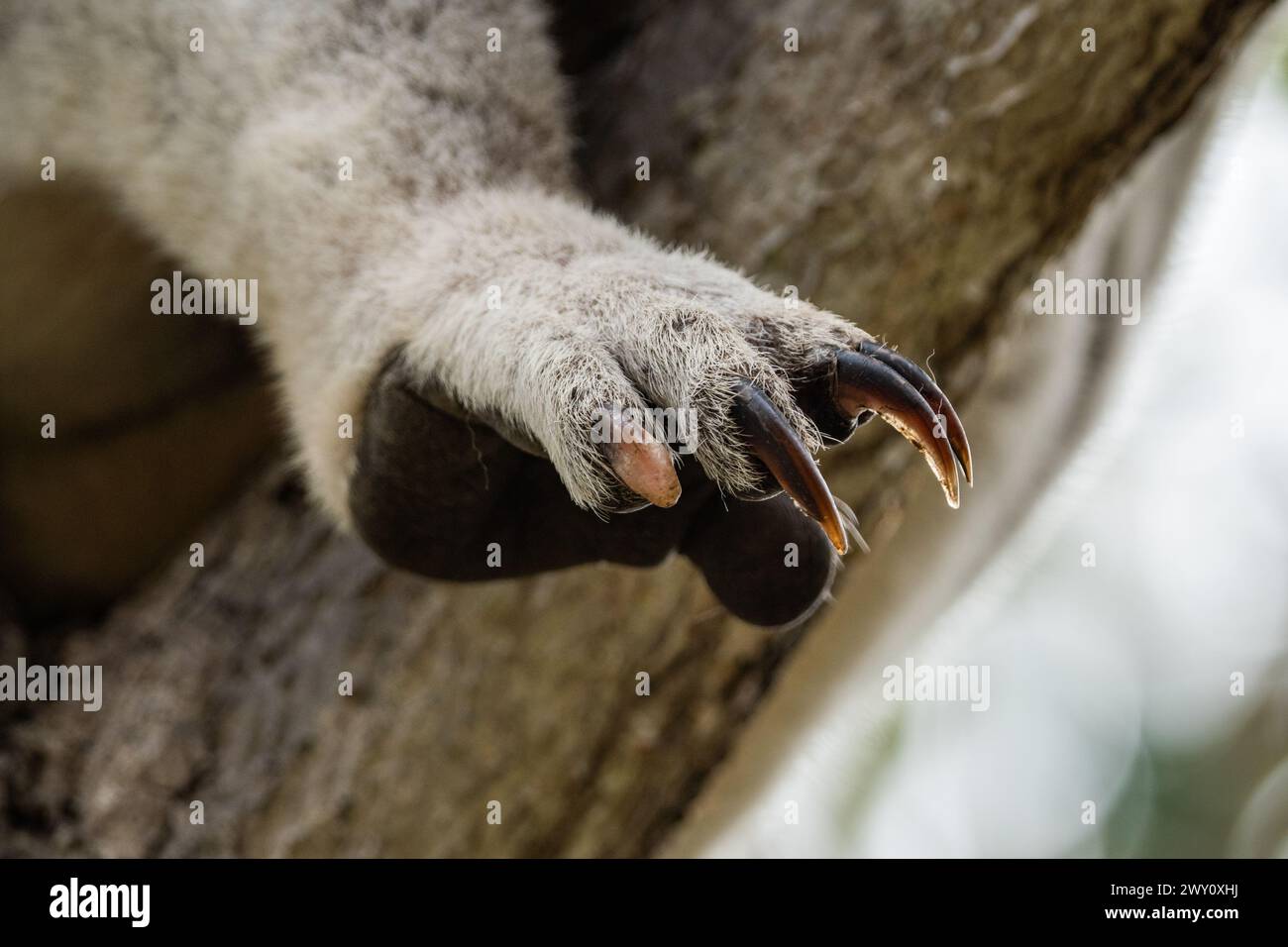 Koala Bear Claws Kick Back And Relax