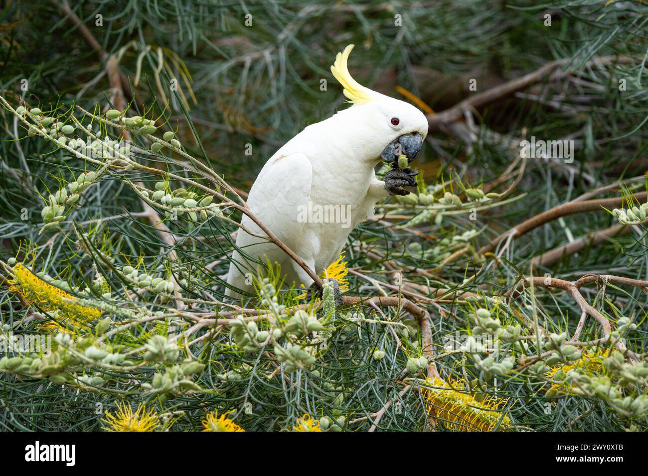 Australian yellow crested cockatoo hi-res stock photography and images ...