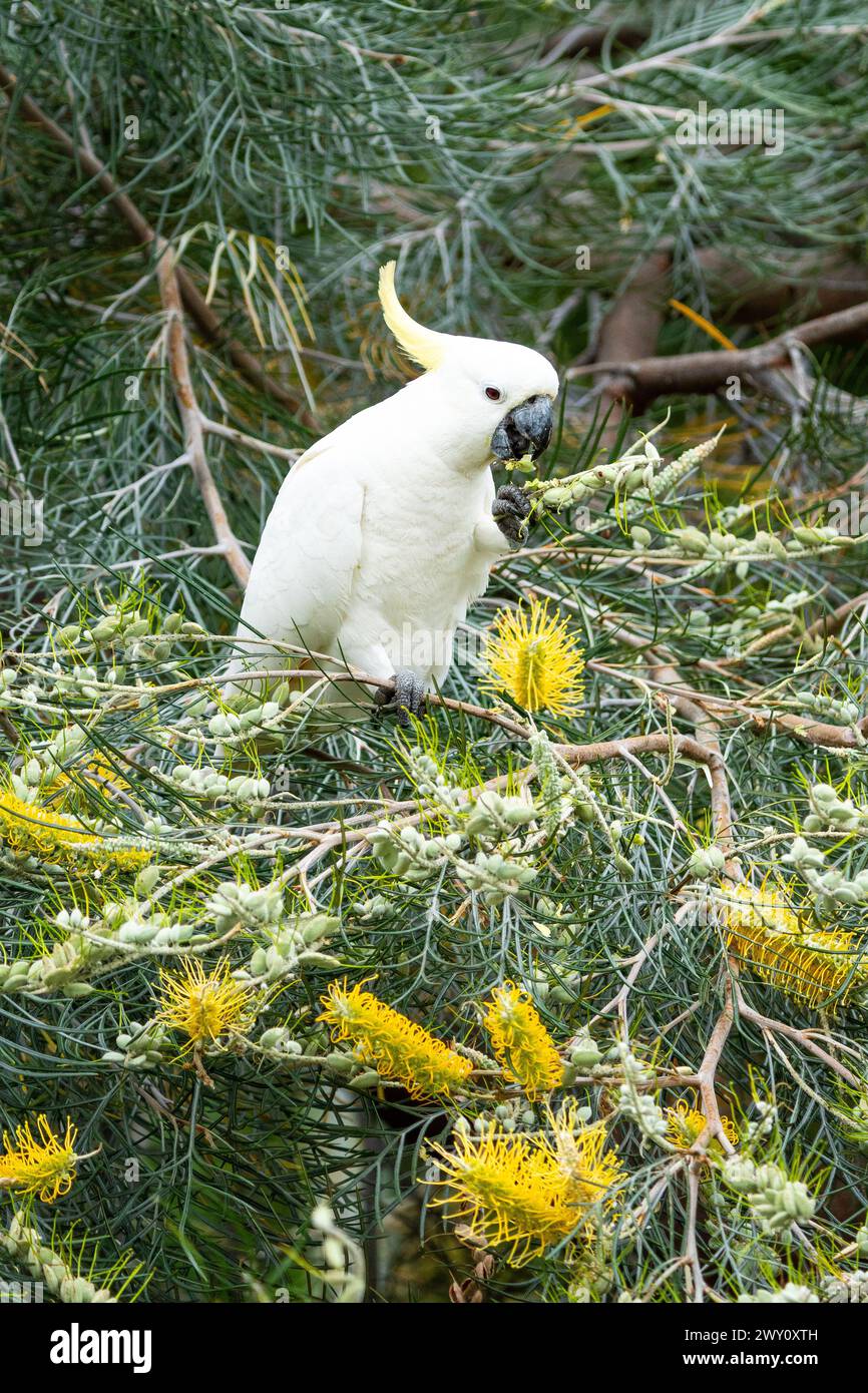 Australian yellow crested cockatoo hi-res stock photography and images ...
