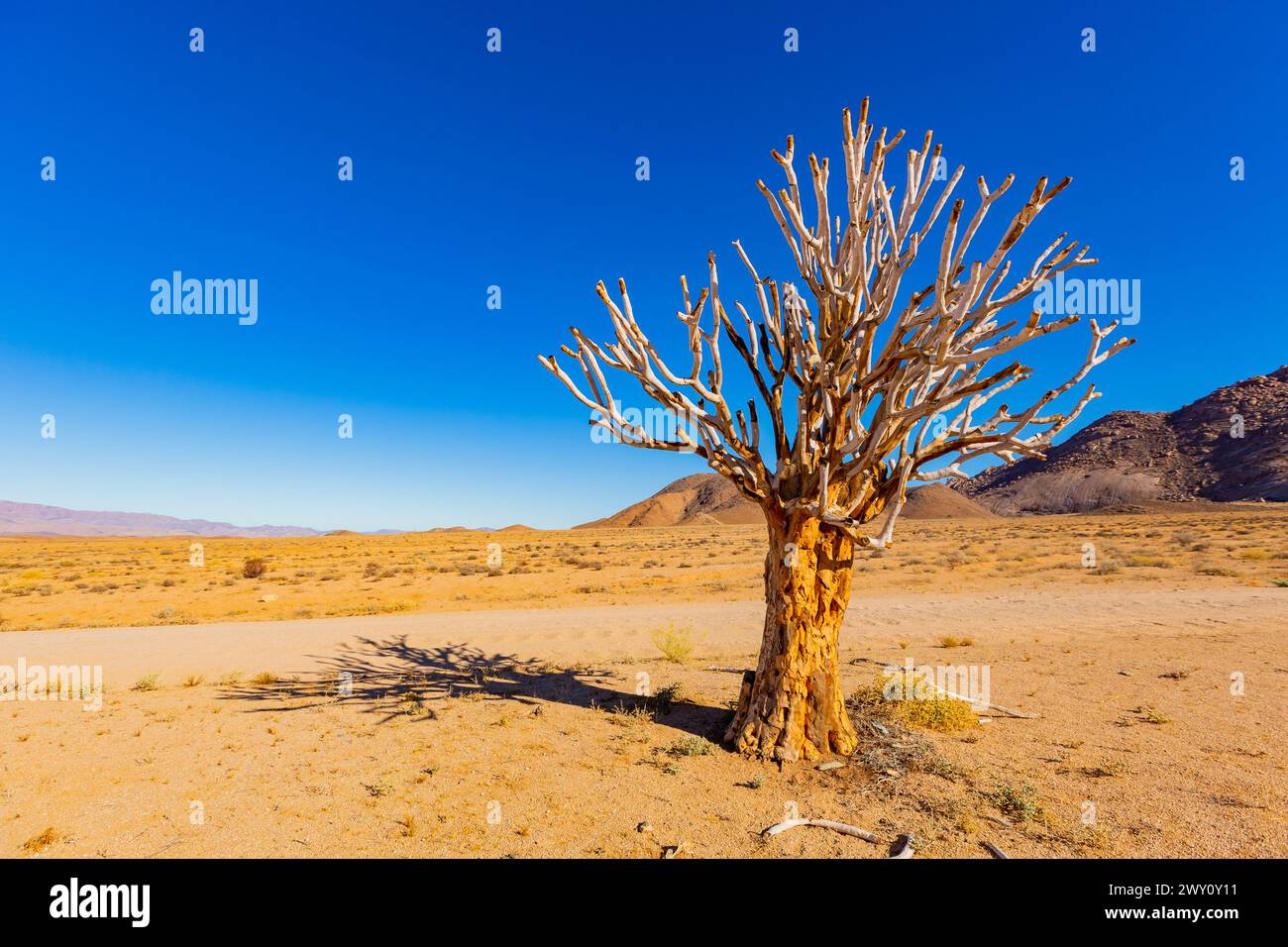 Ancient Quiver Tree succulents in the Richtersveld National Park, arid ...