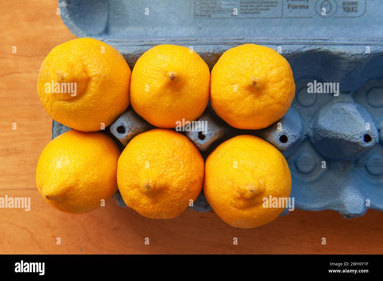 six fresh yellow lemons whimsically placed in a blue egg carton Stock ...