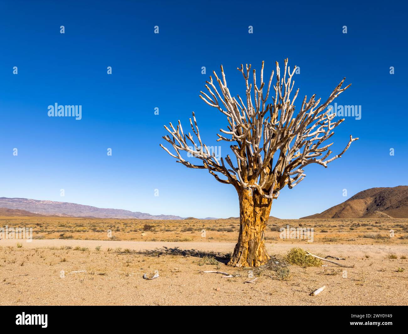 Ancient Quiver Tree succulents in the Richtersveld National Park, arid ...