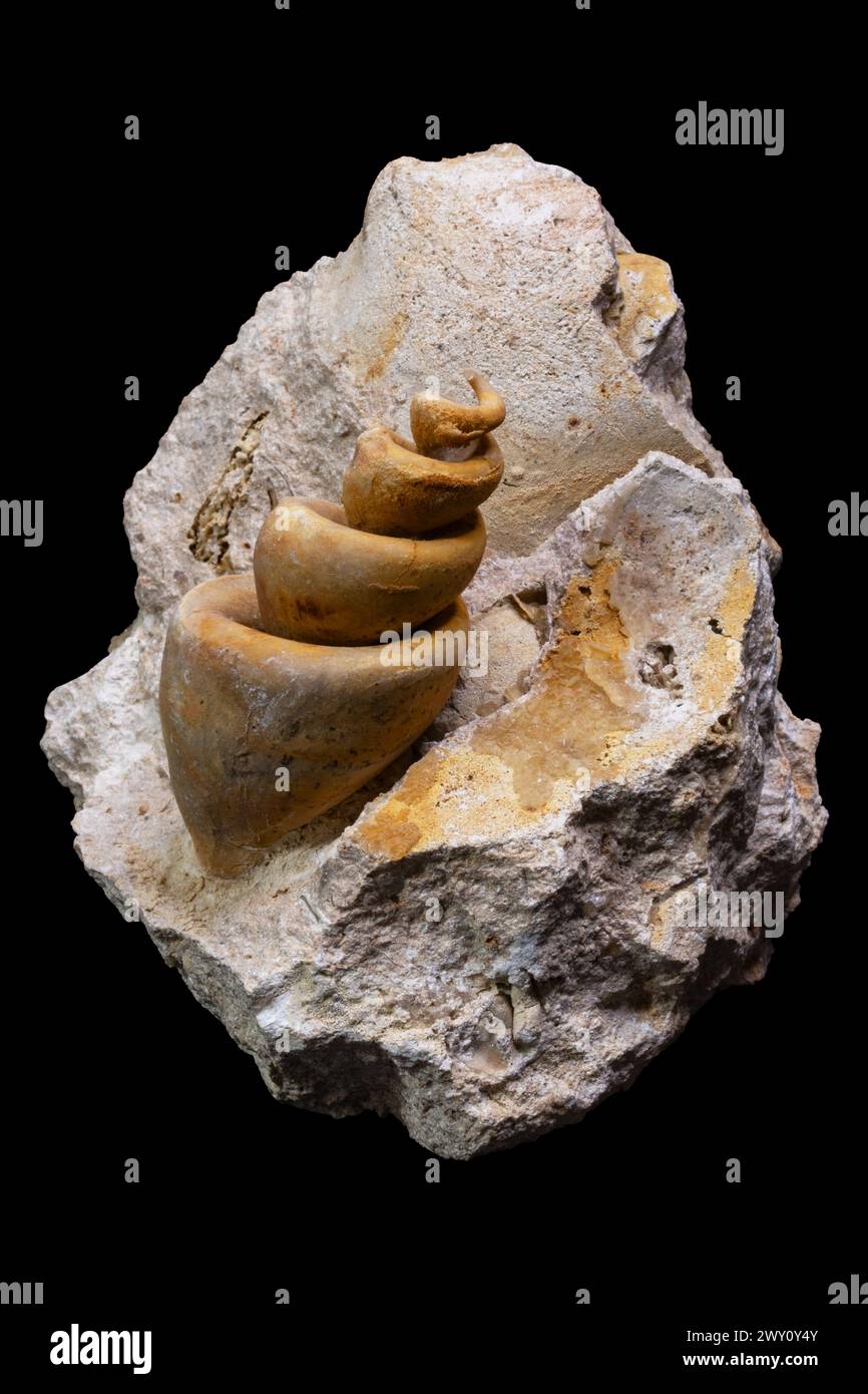 Spiral turritella hi-res stock photography and images - Alamy