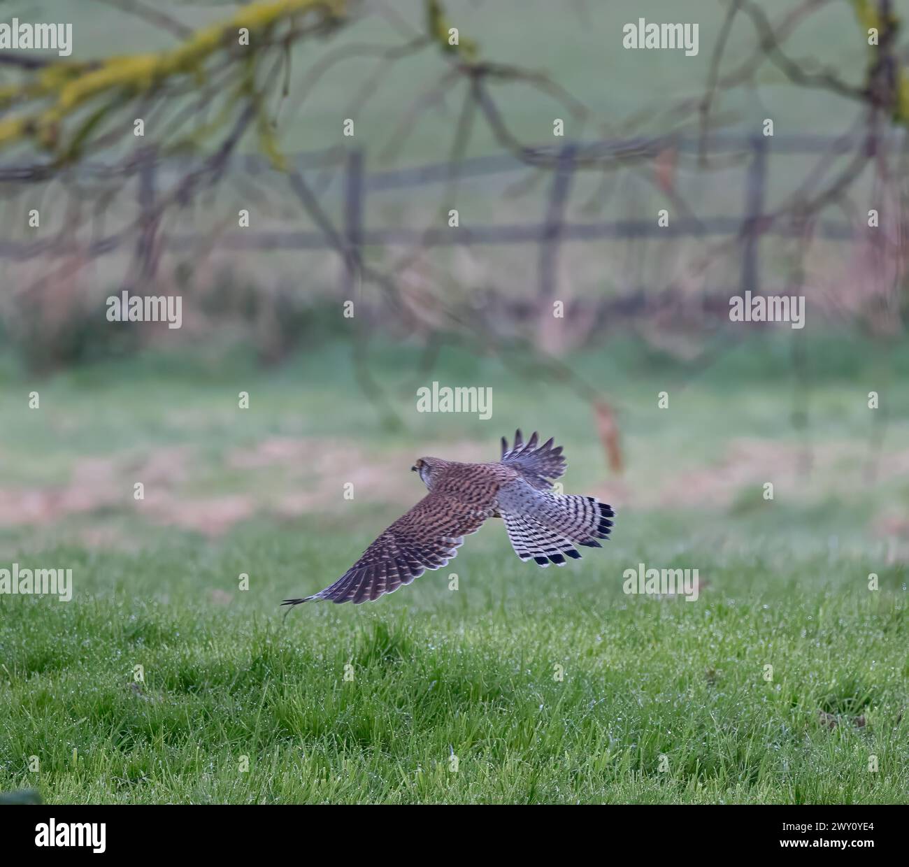 A bird flying over grass near trees, fence, and wire post Stock Photo ...