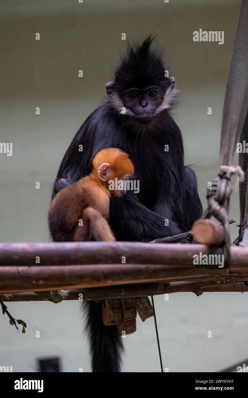Monkey in my arms hi-res stock photography and images - Alamy