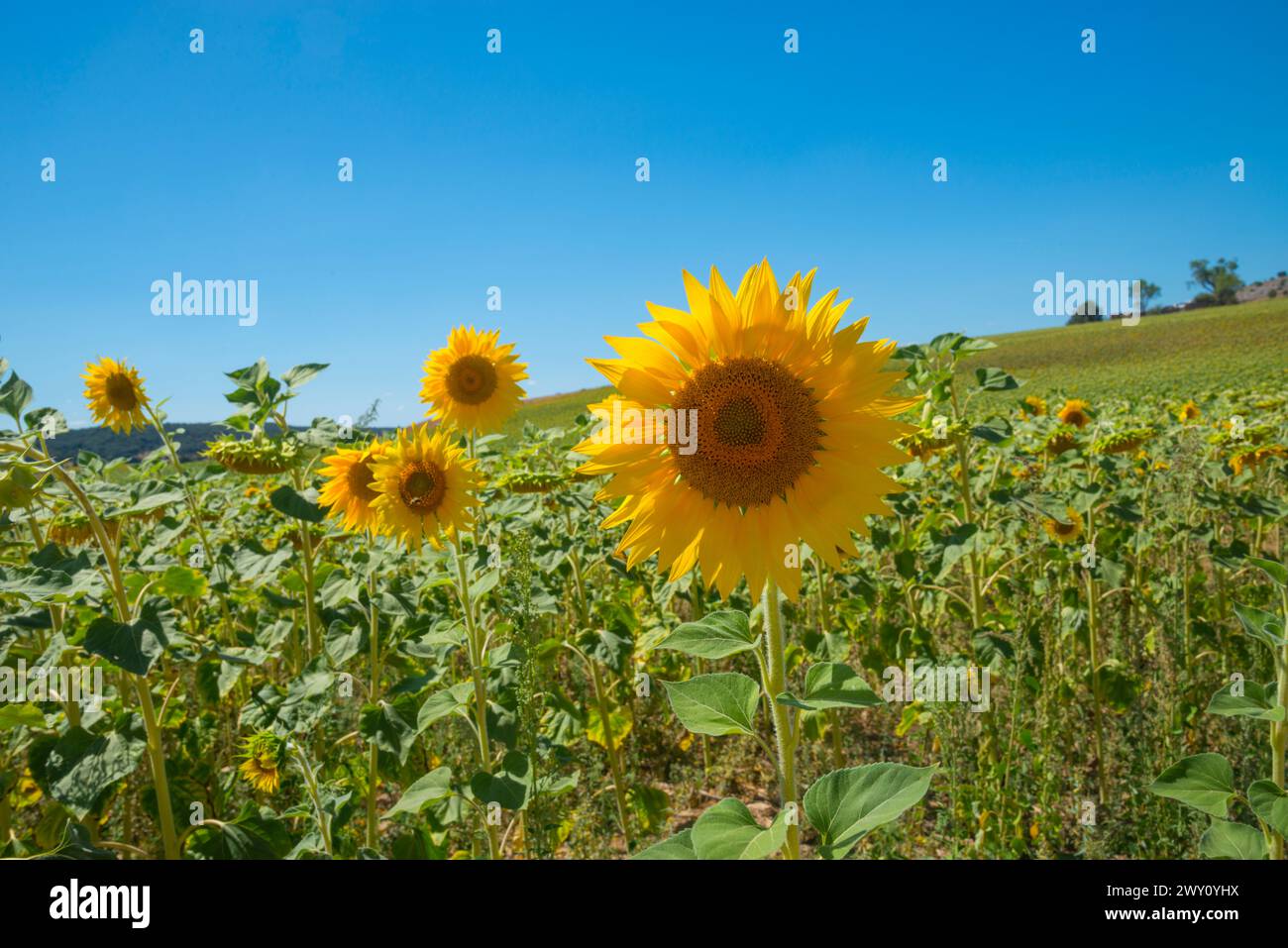 Plantas helianthus annuus hi-res stock photography and images - Alamy