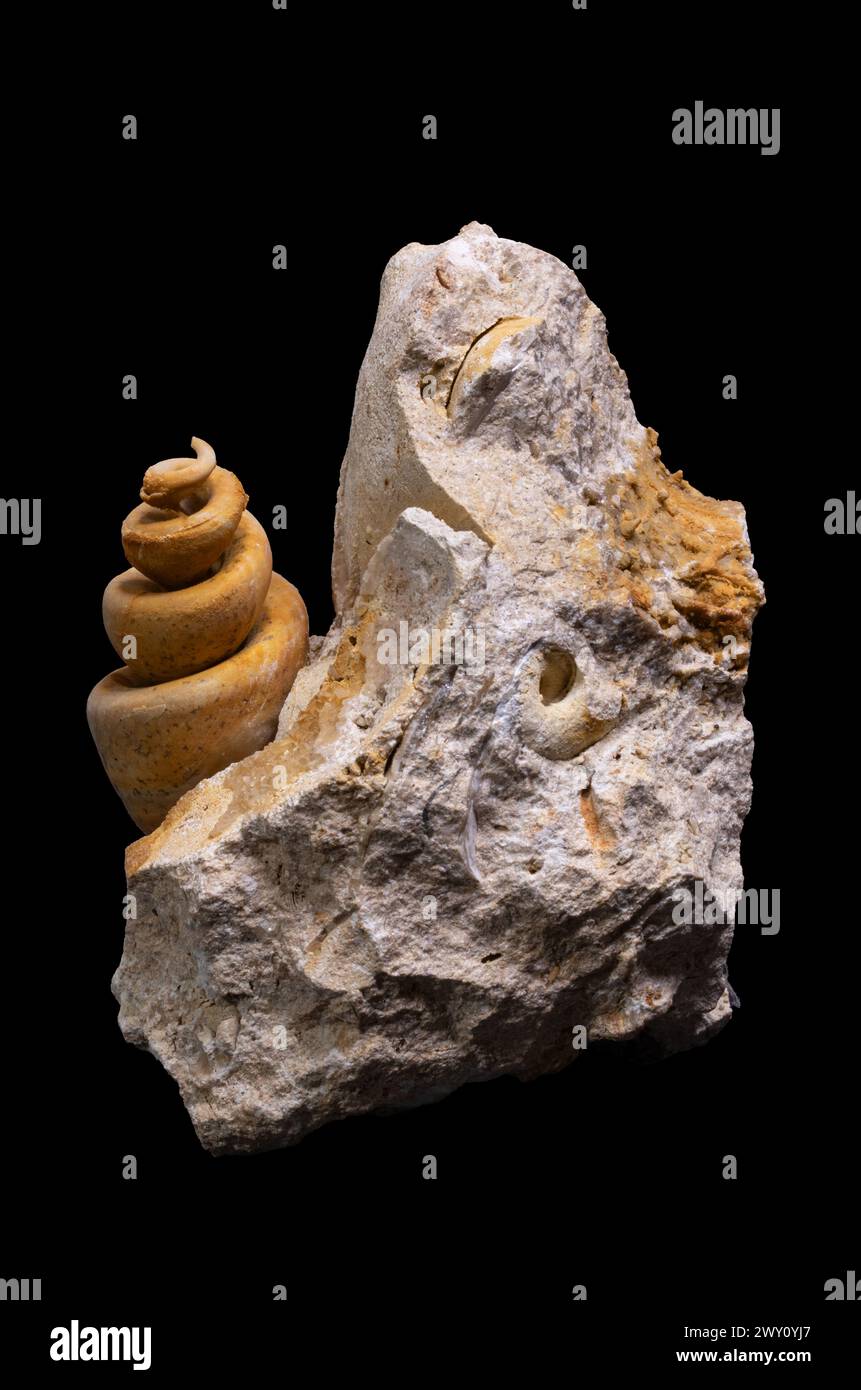 Turritella fossil on black background Stock Photo - Alamy