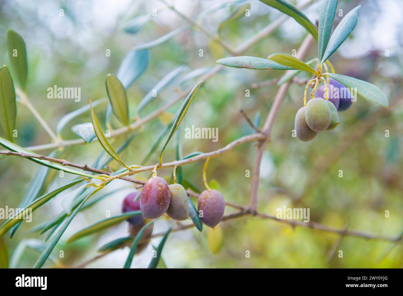 Fondo extra hi-res stock photography and images - Alamy