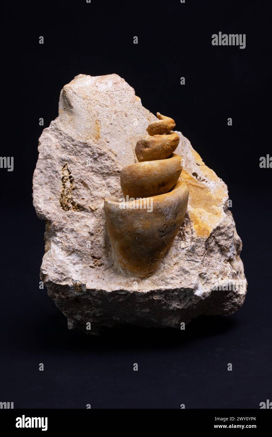 Turritella fossil on black background Stock Photo - Alamy
