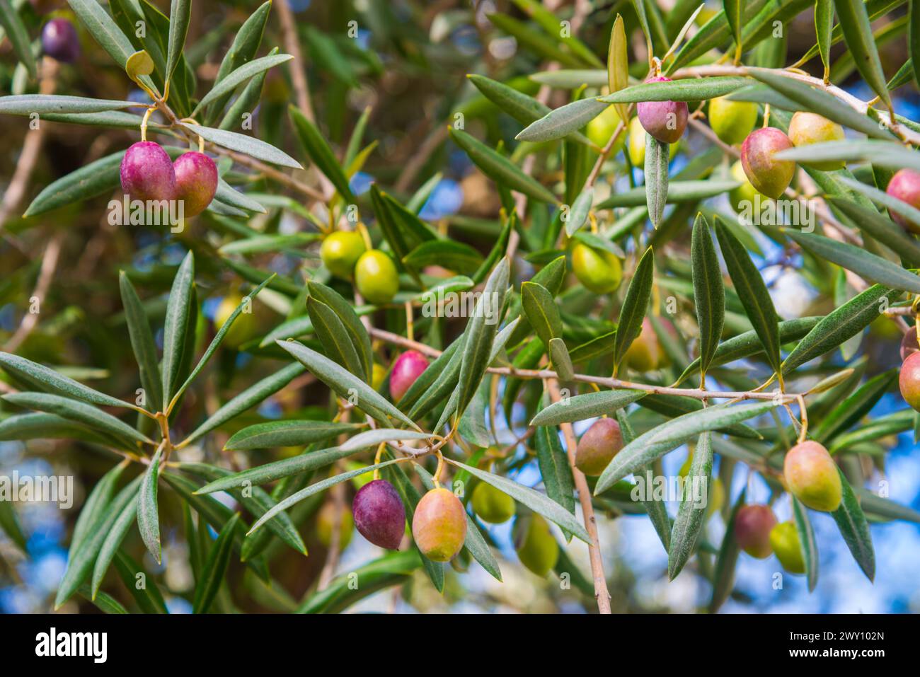 Natural olive tree view hi-res stock photography and images - Alamy