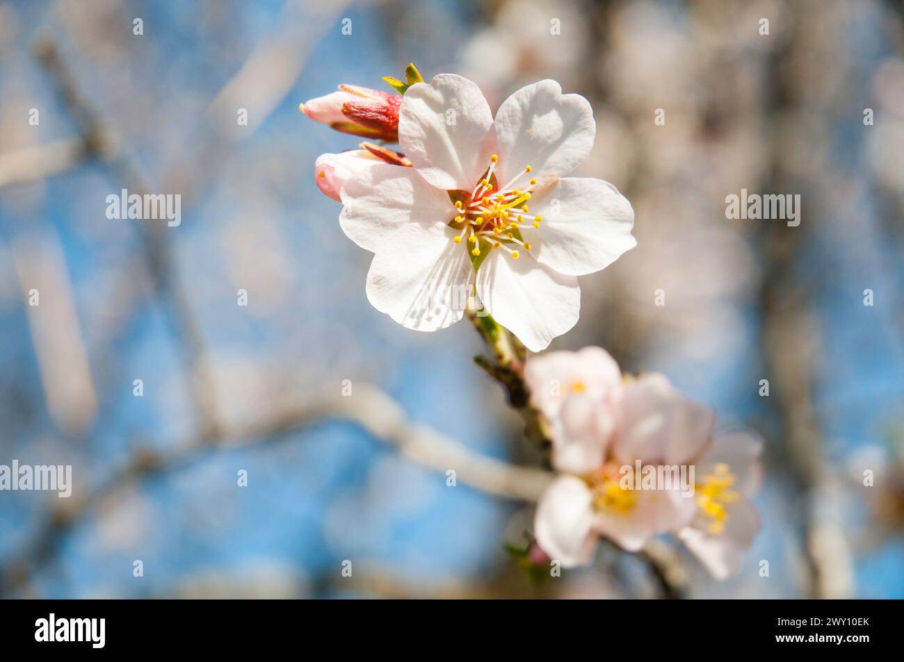 Almond tree flower hi-res stock photography and images - Alamy