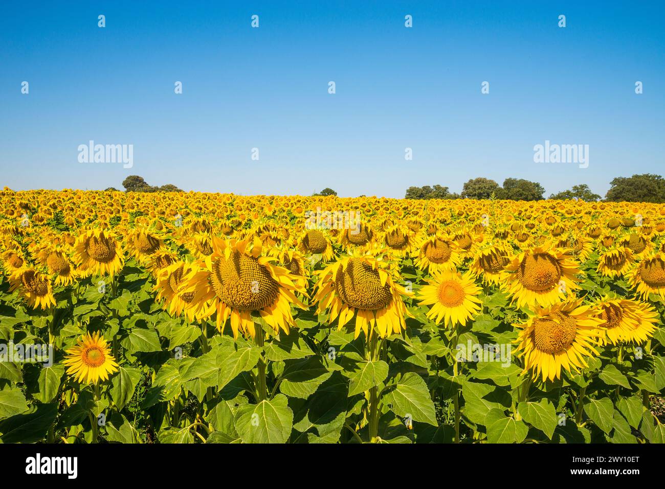 Agricultura renovable hi-res stock photography and images - Alamy