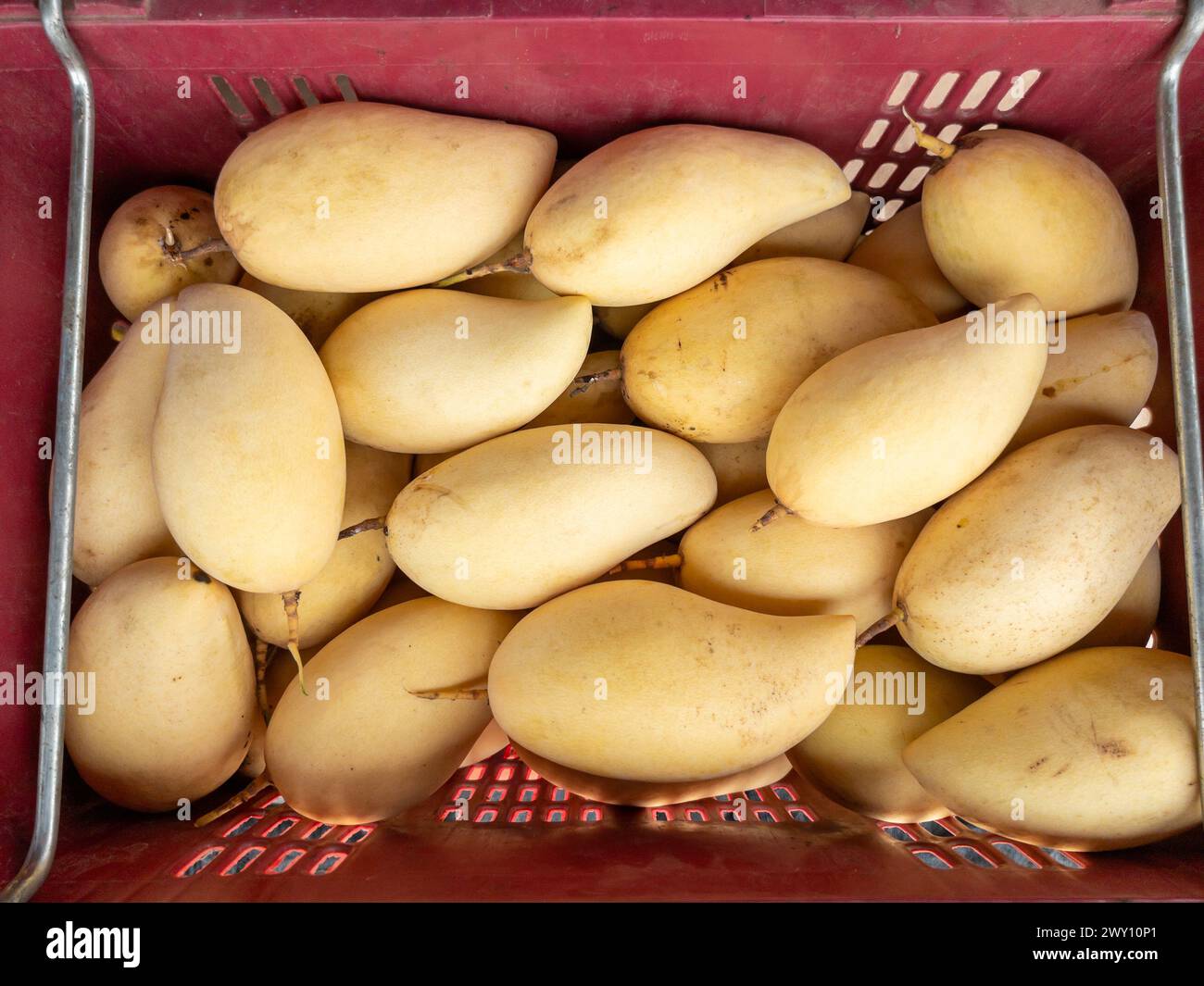 The crate full of yellow mangoes from the local farm in Thailand, the ...
