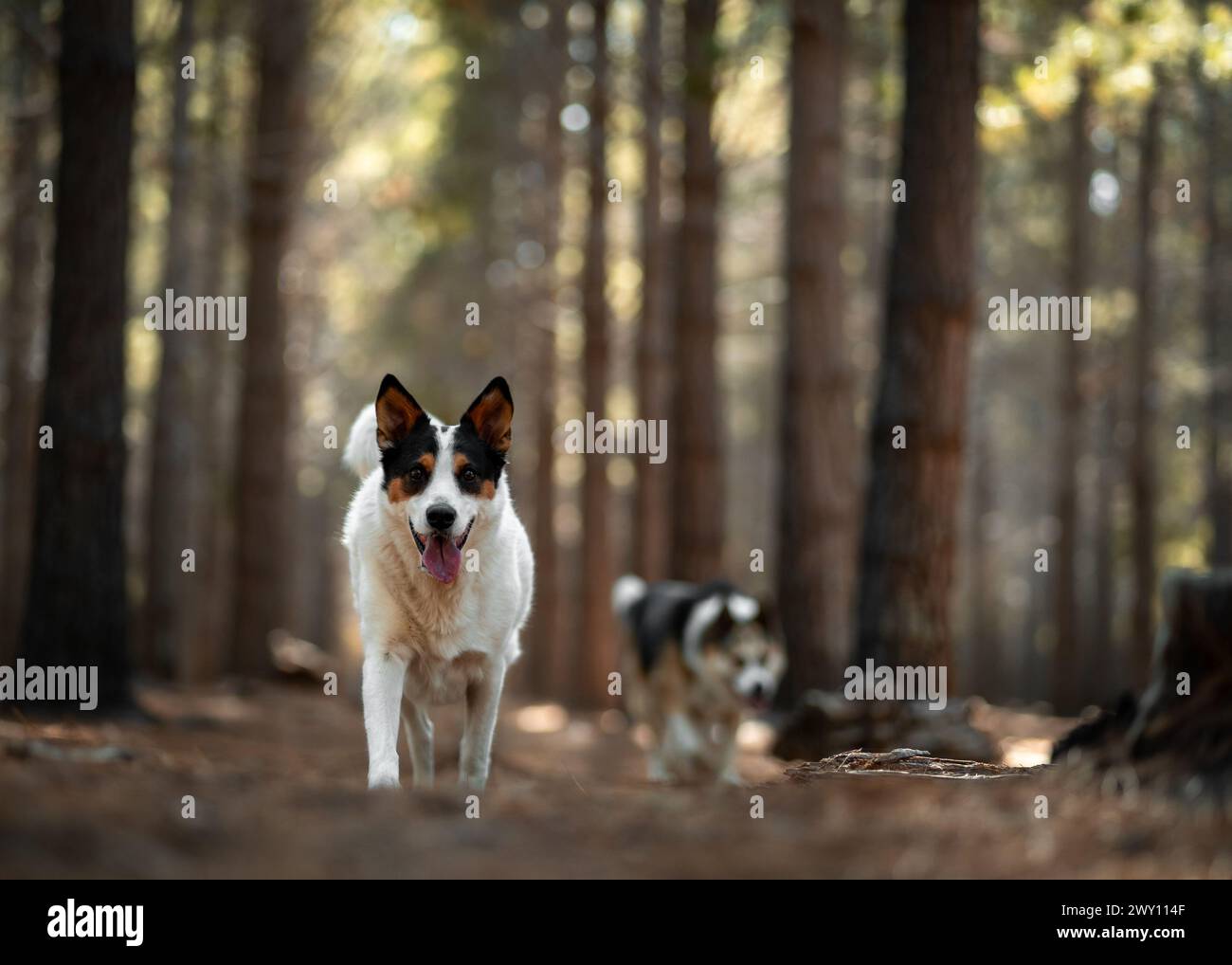 Canines together hi-res stock photography and images - Alamy