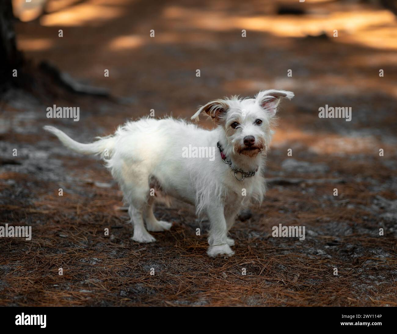 Path dog canine hi-res stock photography and images - Alamy