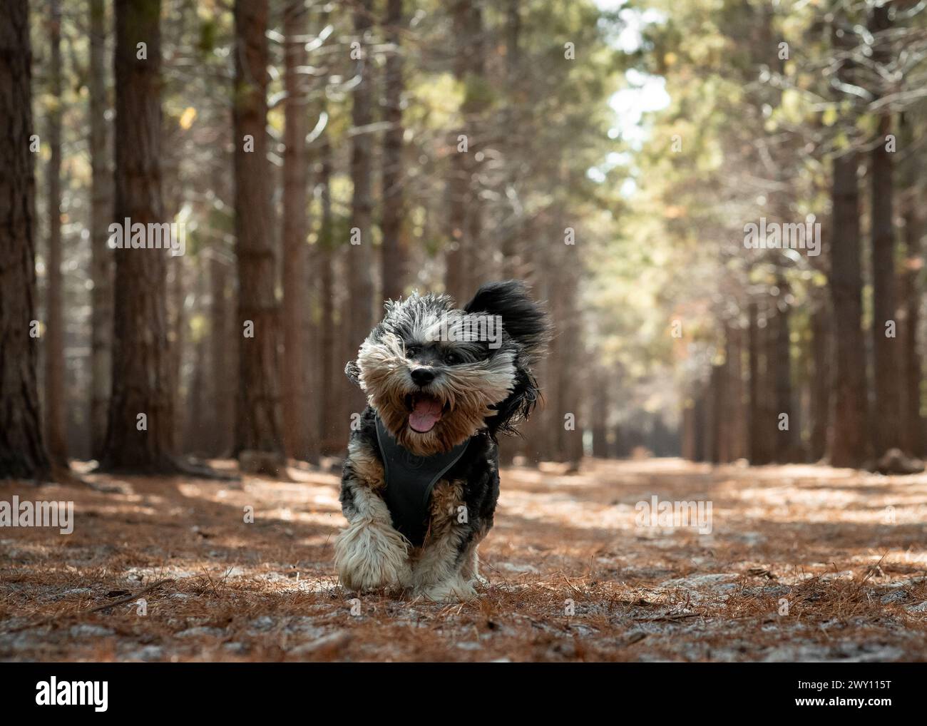 Lively forest setting hi-res stock photography and images - Alamy