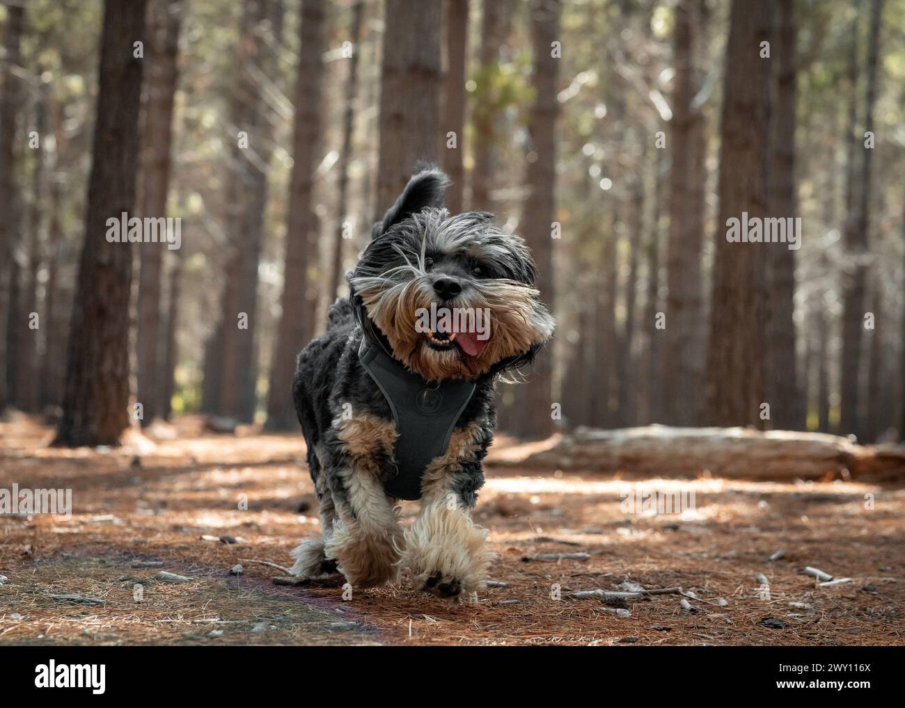 A happy small dog running on a forest path Stock Photo - Alamy