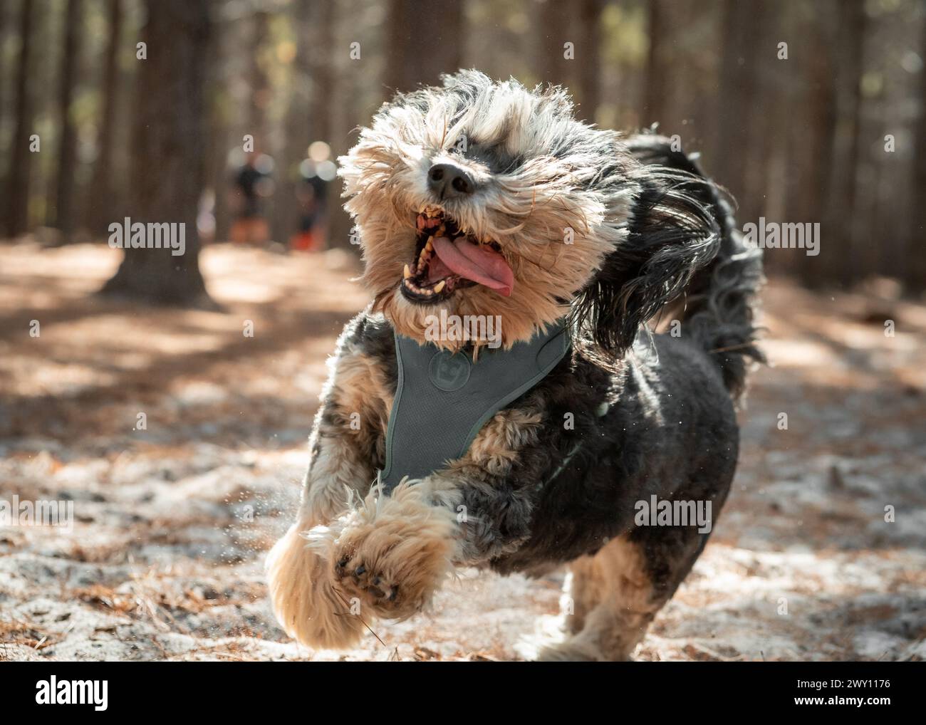 Playful happy active dog hi-res stock photography and images - Alamy