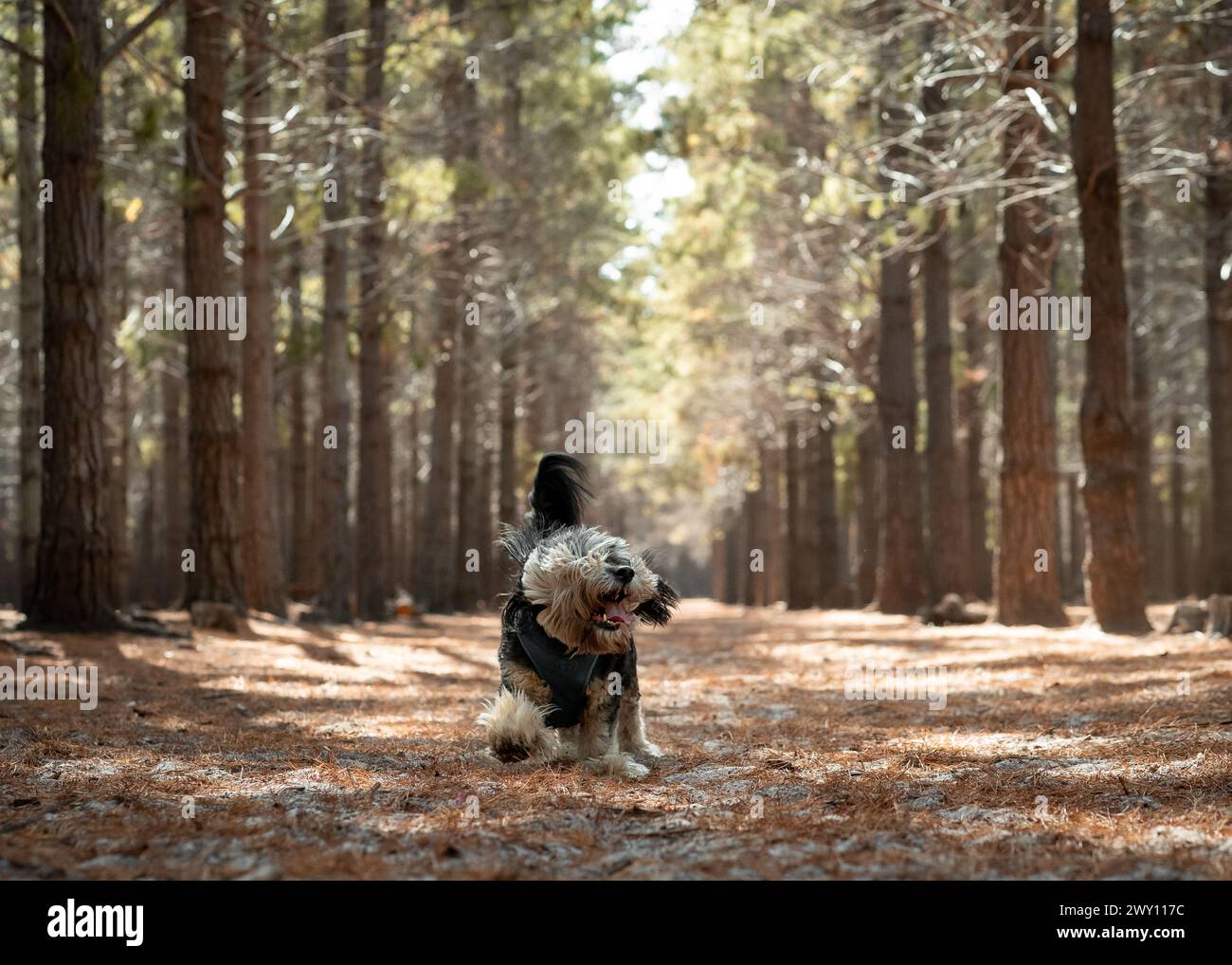 Dog in a forest hi-res stock photography and images - Alamy