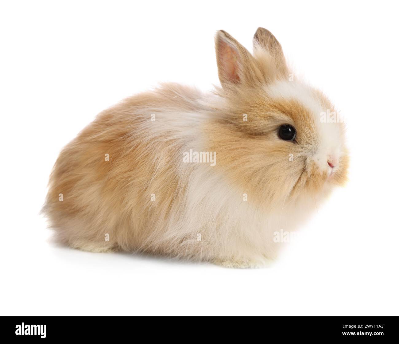 Cute fluffy pet rabbit isolated on white Stock Photo - Alamy