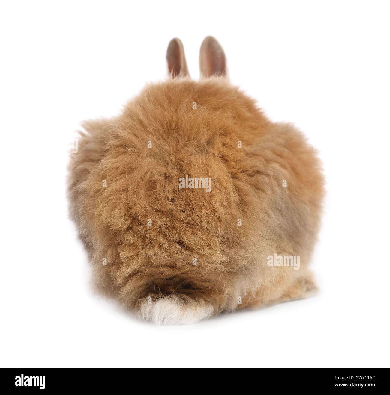 Cute fluffy pet rabbit isolated on white, back view Stock Photo - Alamy