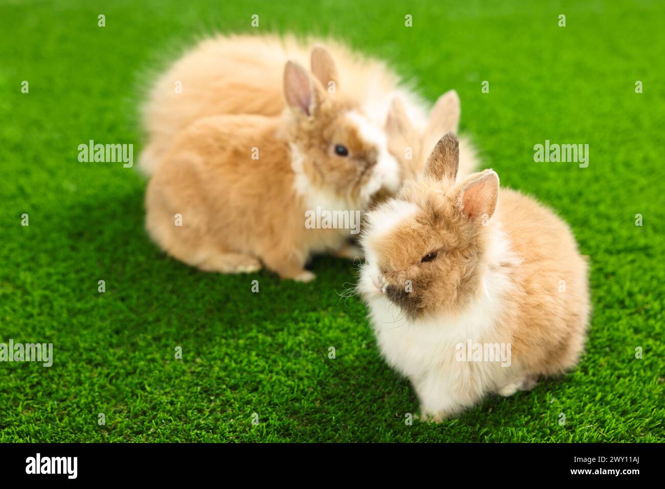 Cute red rabbits easter hi-res stock photography and images - Alamy