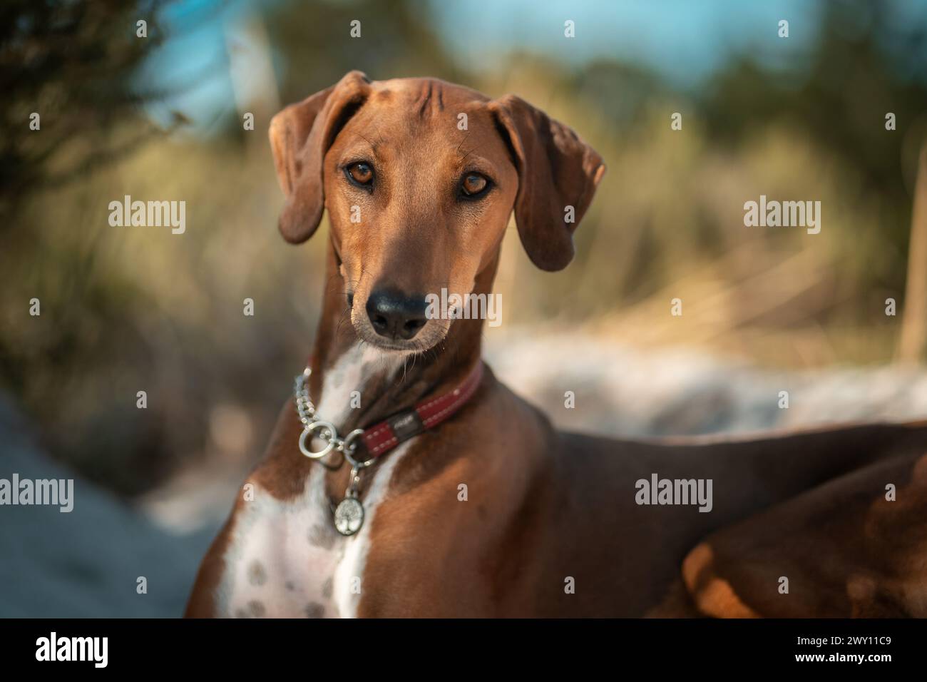 Gaze portrait of hi-res stock photography and images - Alamy