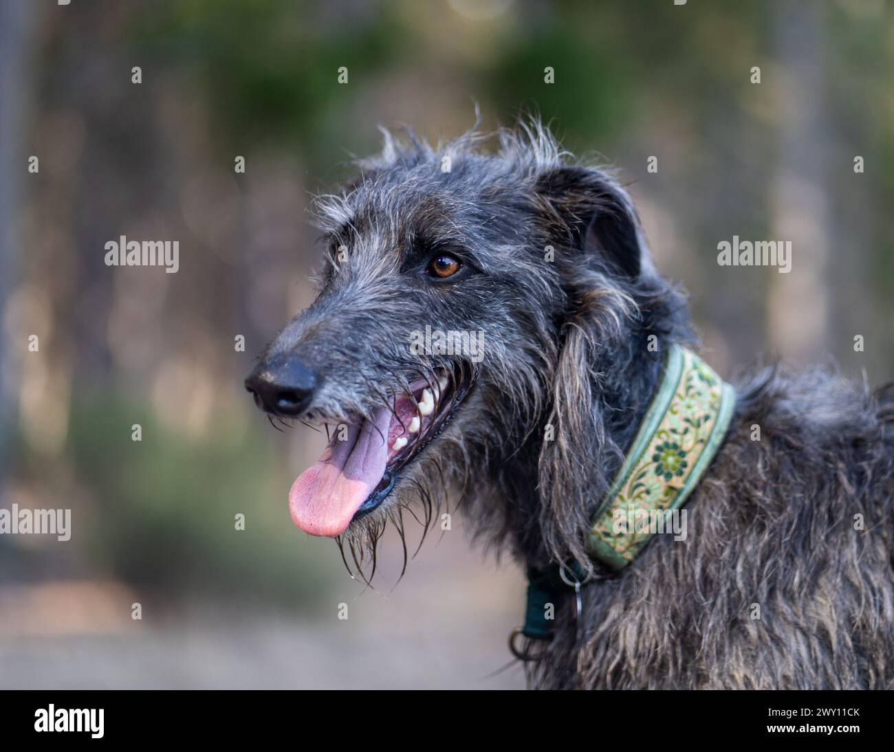 Scottish deerhound hi-res stock photography and images - Alamy
